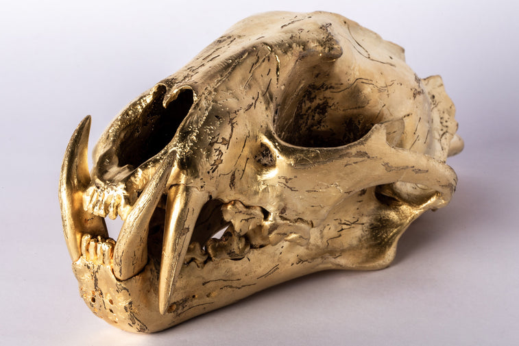 Leopard Skull (AG) – Parts of Four